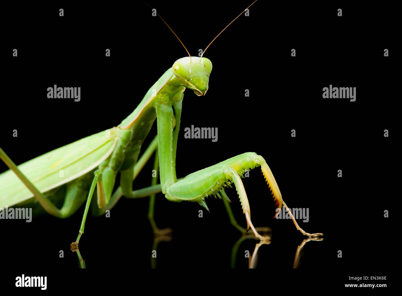 praying mantis against a black background Stock Photo - Alamy