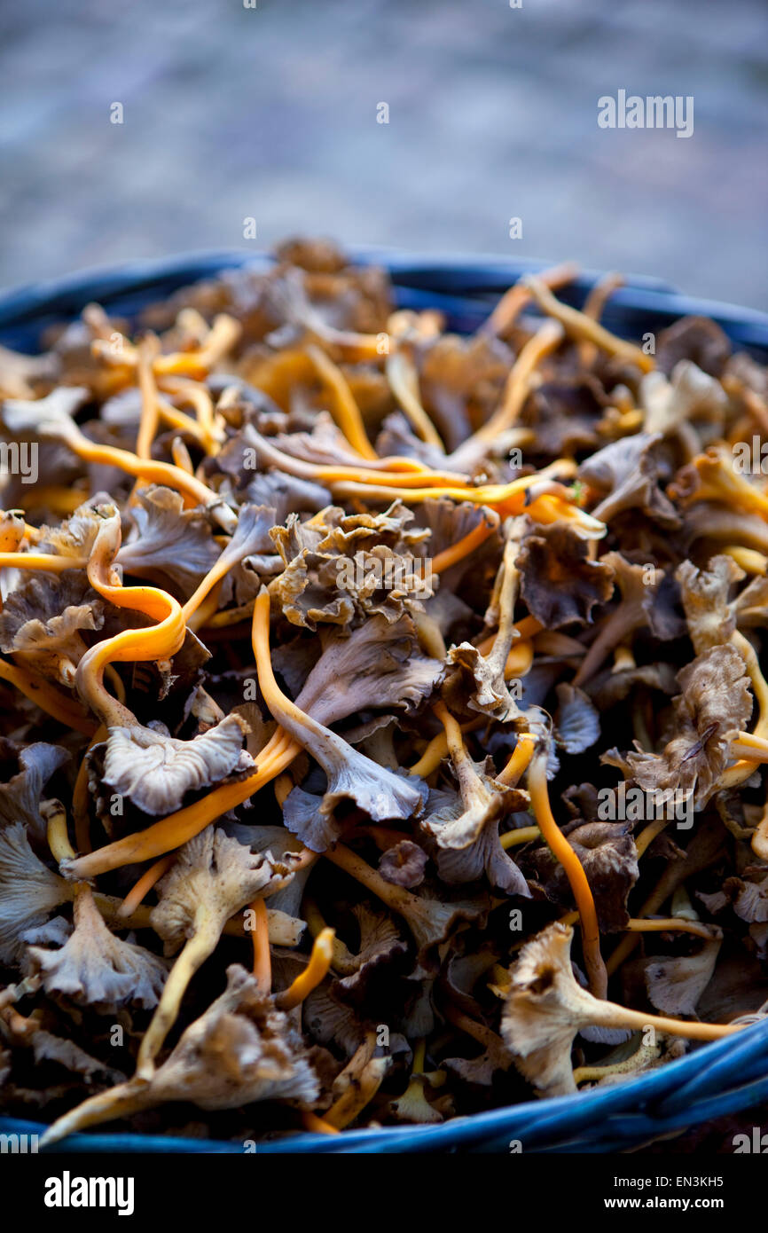 Stall with mushrooms hi-res stock photography and images - Alamy