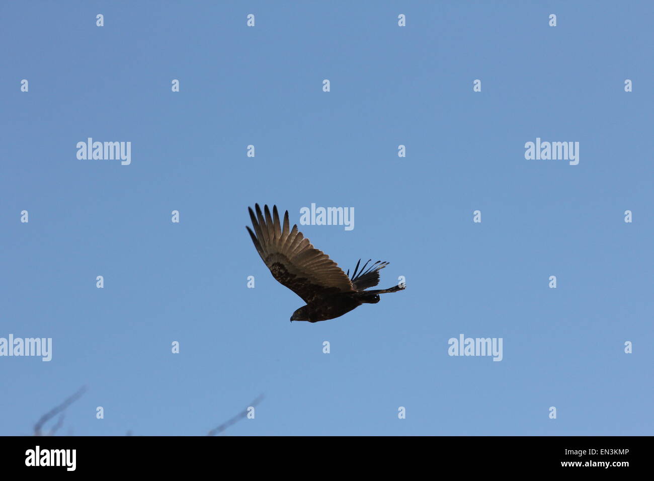 Eagle flying Africa Stock Photo - Alamy