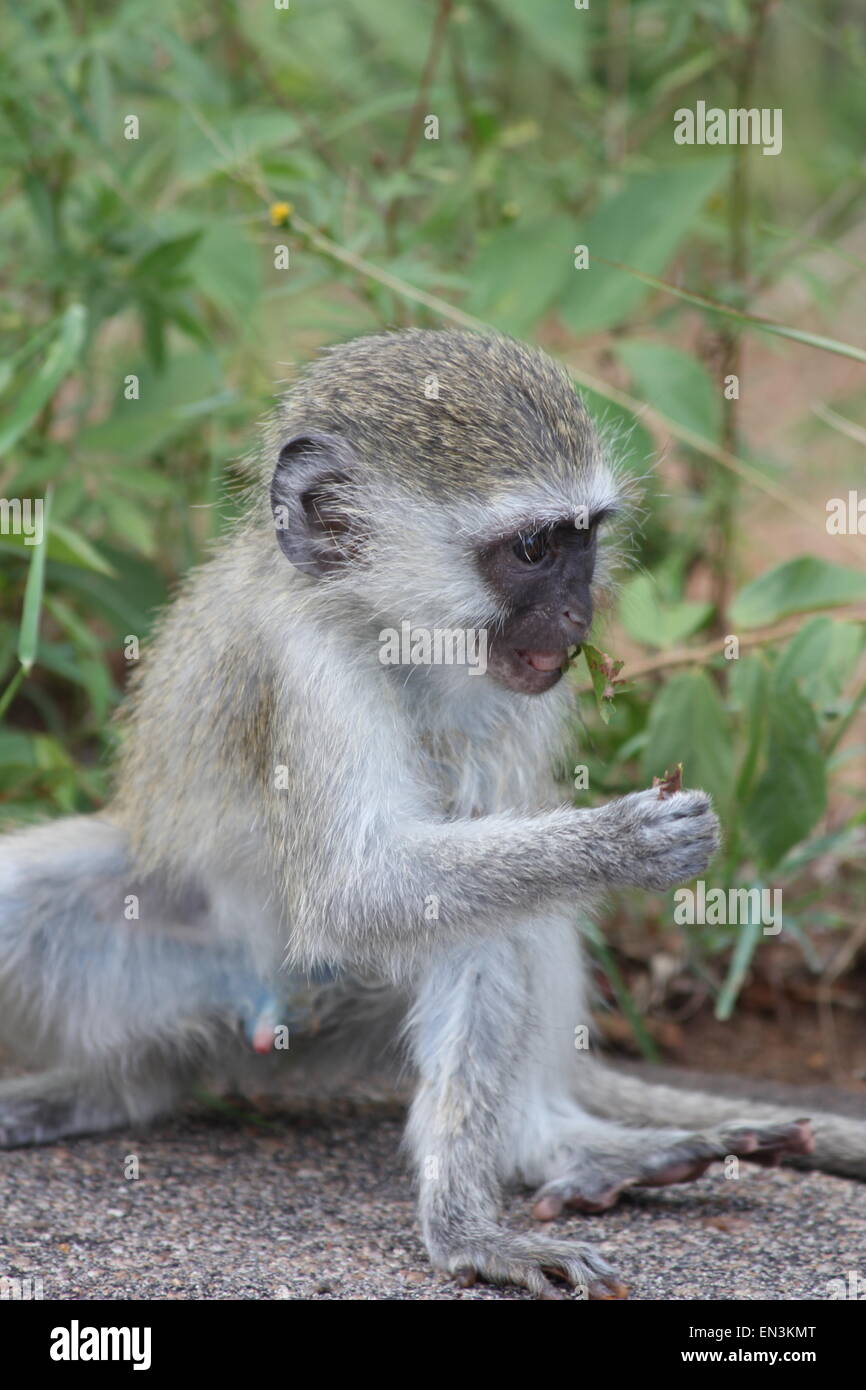 Vervet monkey Africa Stock Photo - Alamy