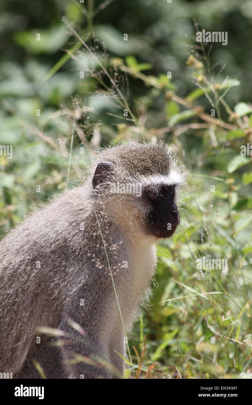 Vervet Monkey Africa High Resolution Stock Photography and Images - Alamy