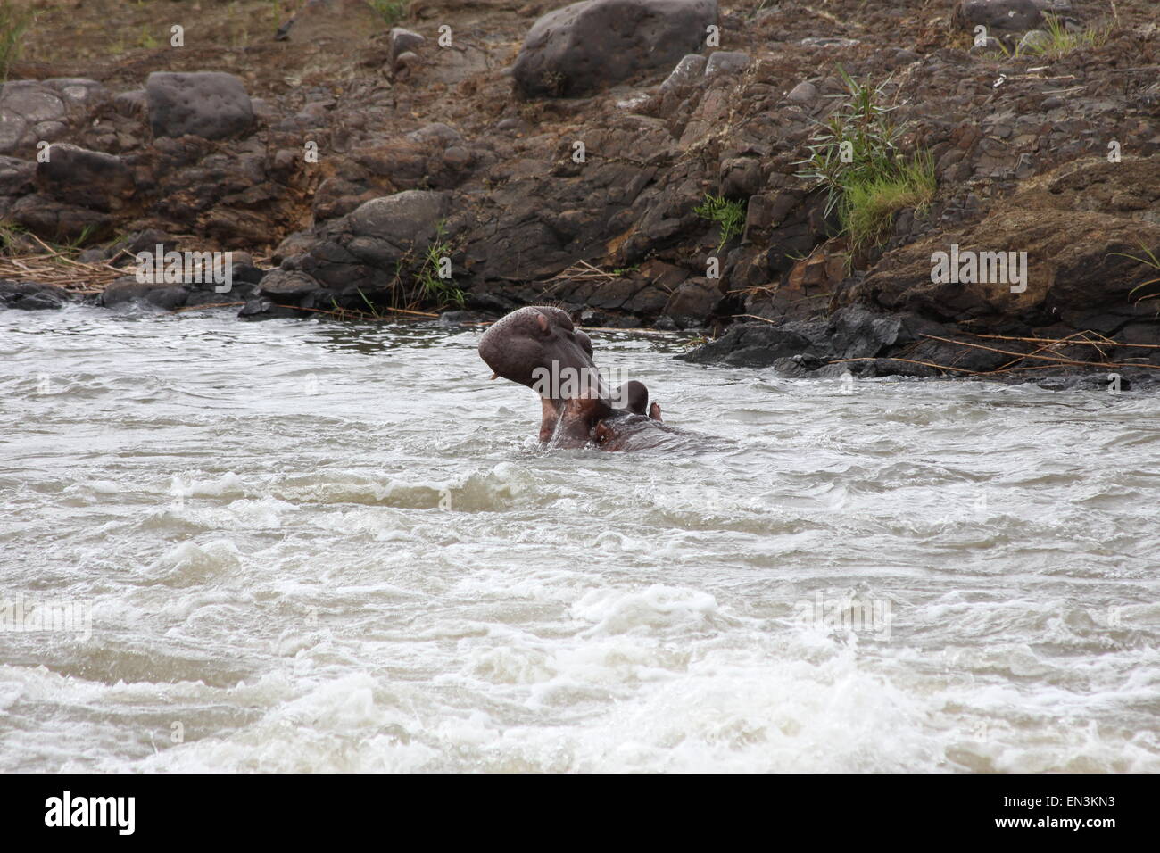 Hippo in river Stock Photo - Alamy