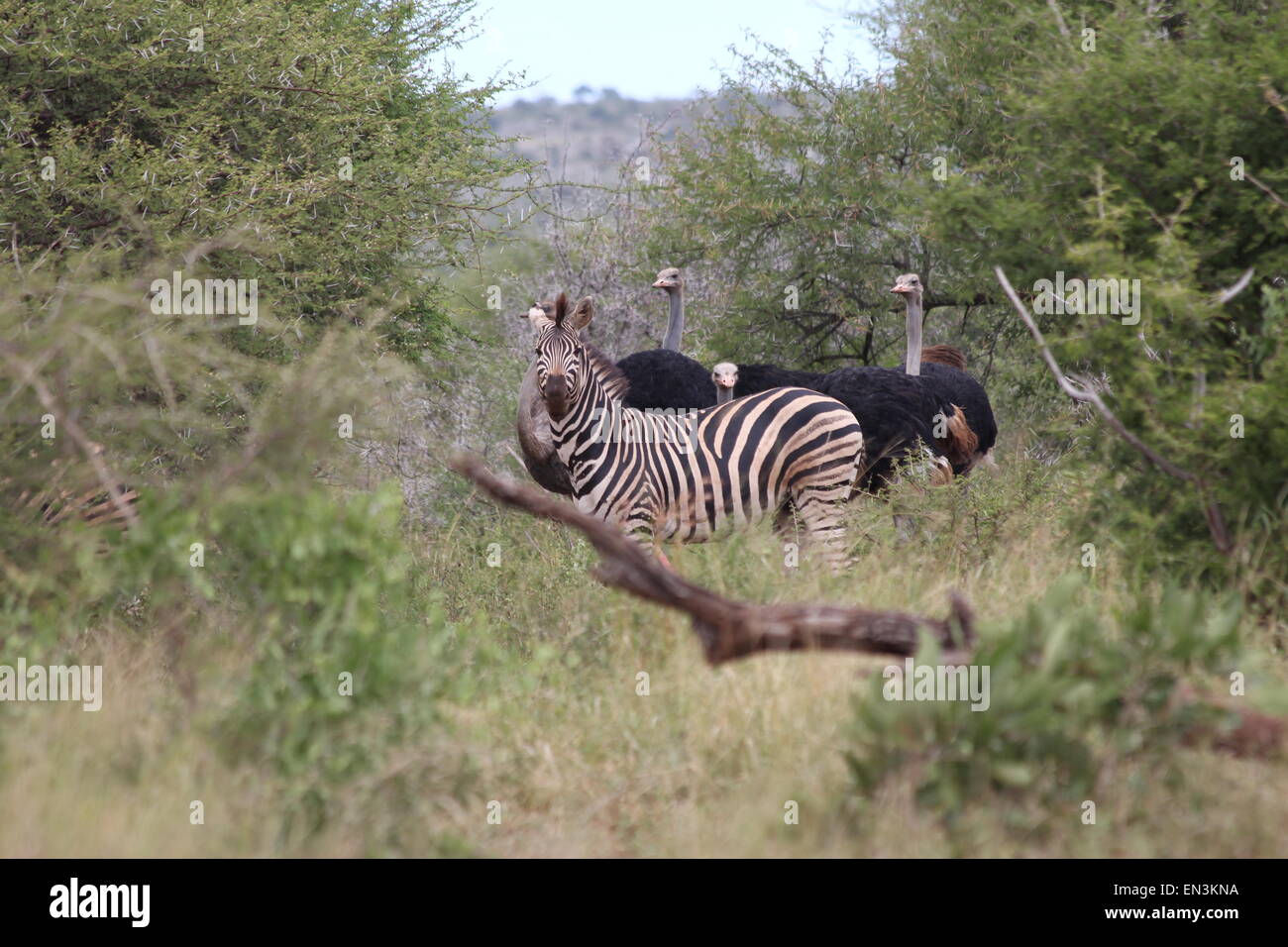Zebra and ostrich Stock Photo - Alamy