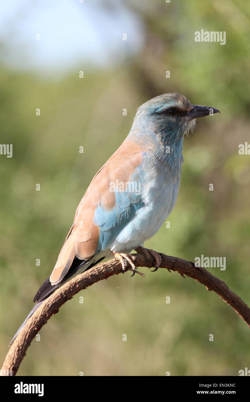 Blue bird South Africa Stock Photo - Alamy