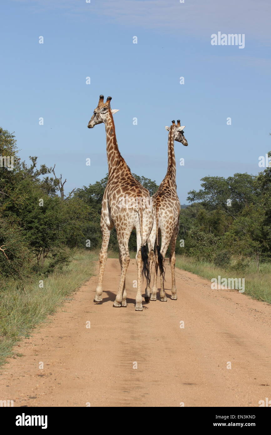 Giraffe walking on road Stock Photo - Alamy
