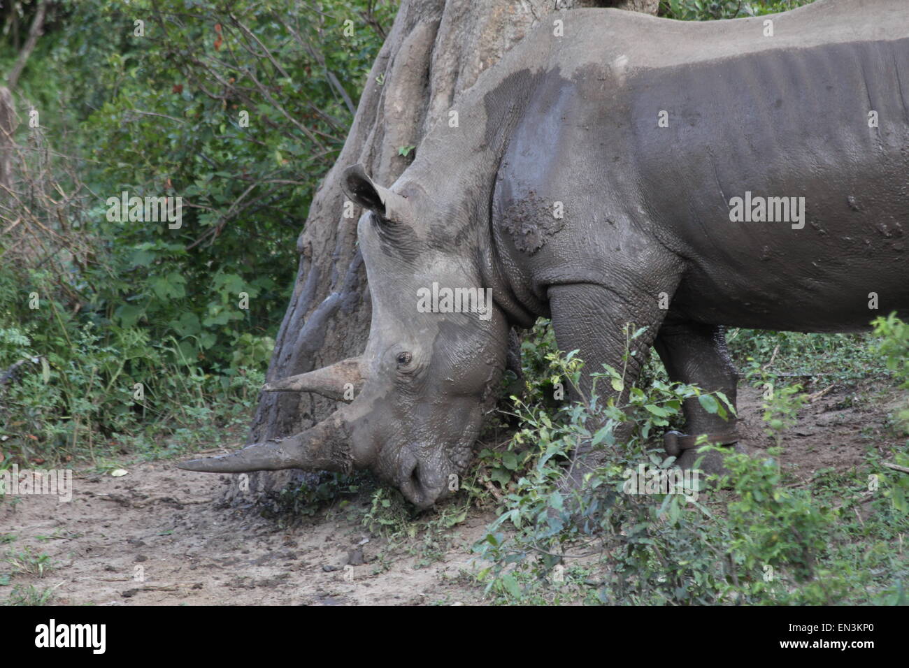 White rhino by tree Stock Photo - Alamy