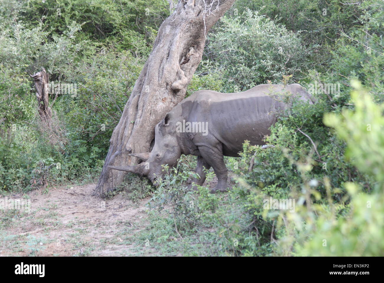 White rhino by tree Stock Photo - Alamy