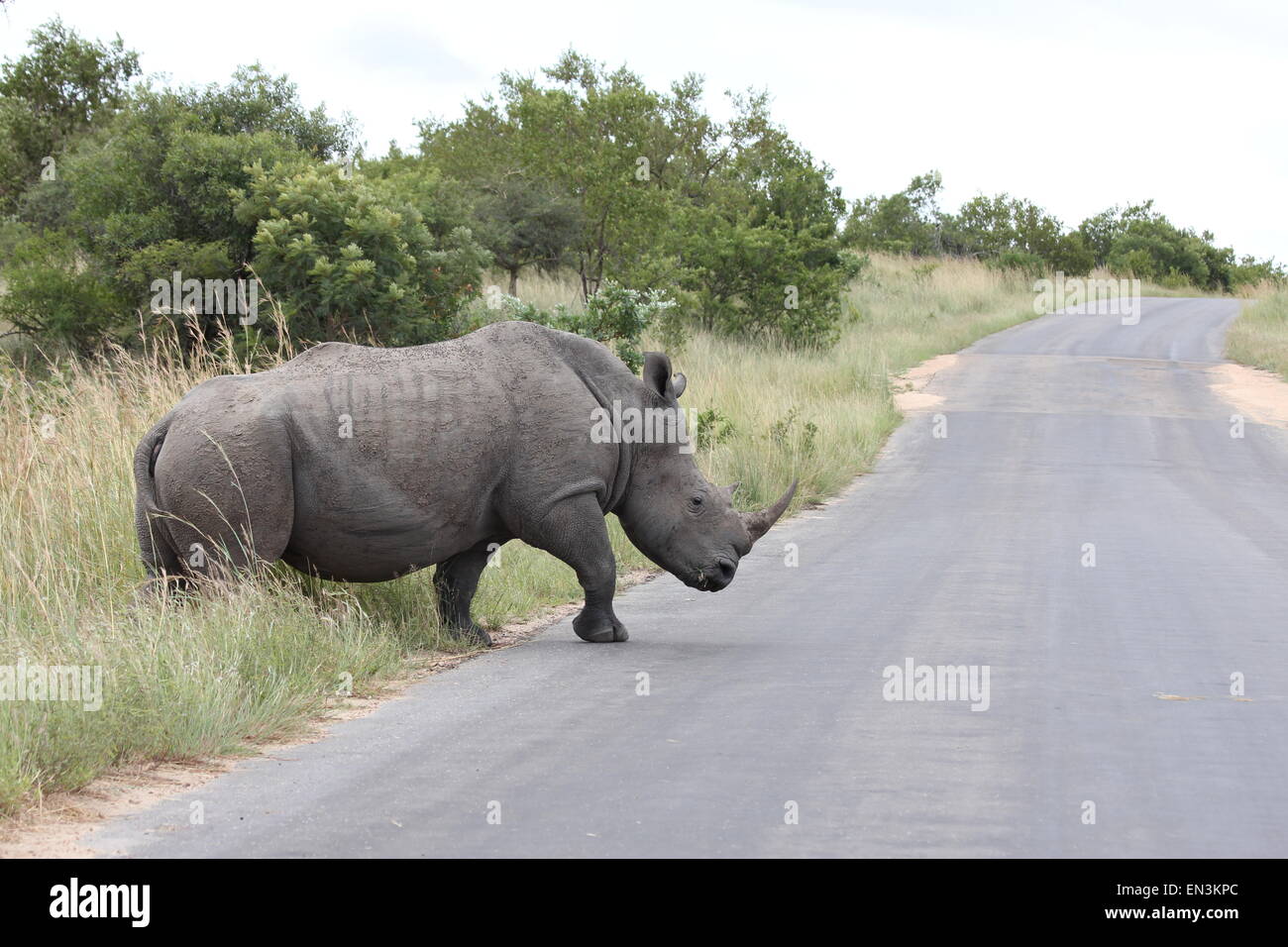 White rhino crossing road Stock Photo - Alamy