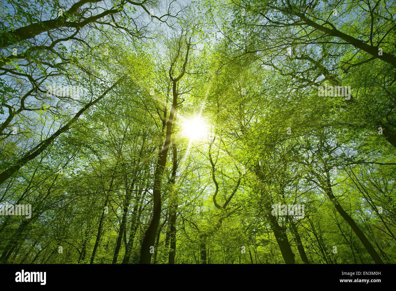 spring sun shining through the tree branches Stock Photo - Alamy