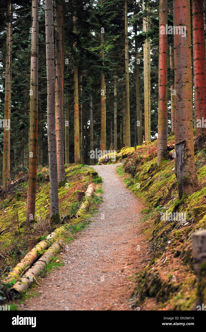 Welsh forest hi-res stock photography and images - Alamy