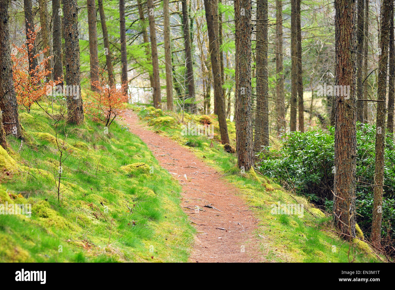 A gravel path amidst the Hafod Estate woodland in Mid Wales Stock Photo ...