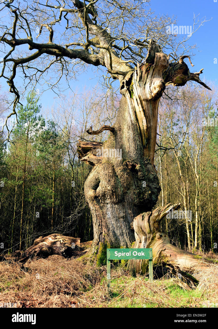 At savernake forest hi-res stock photography and images - Alamy