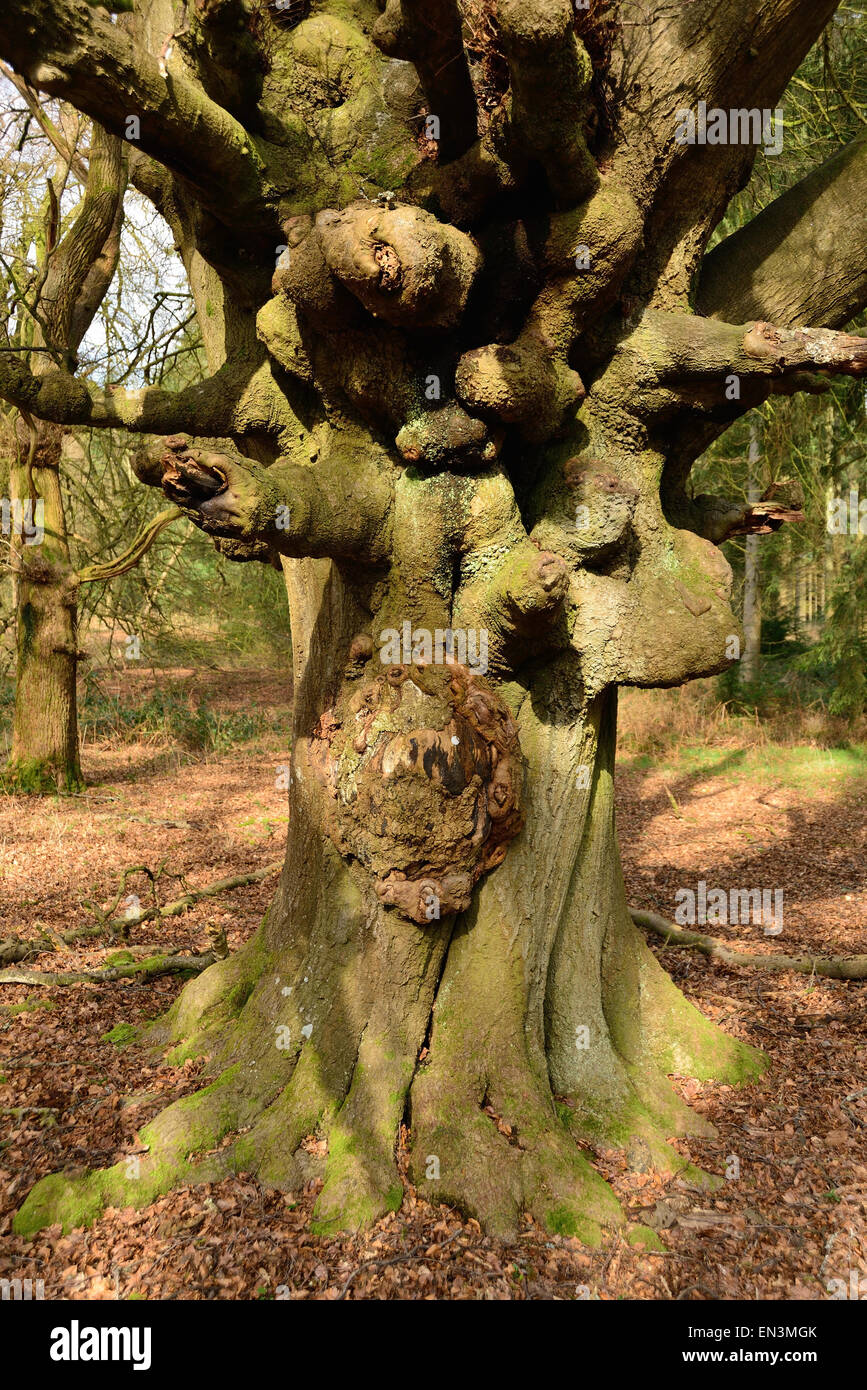 Misshaped trees hi-res stock photography and images - Alamy