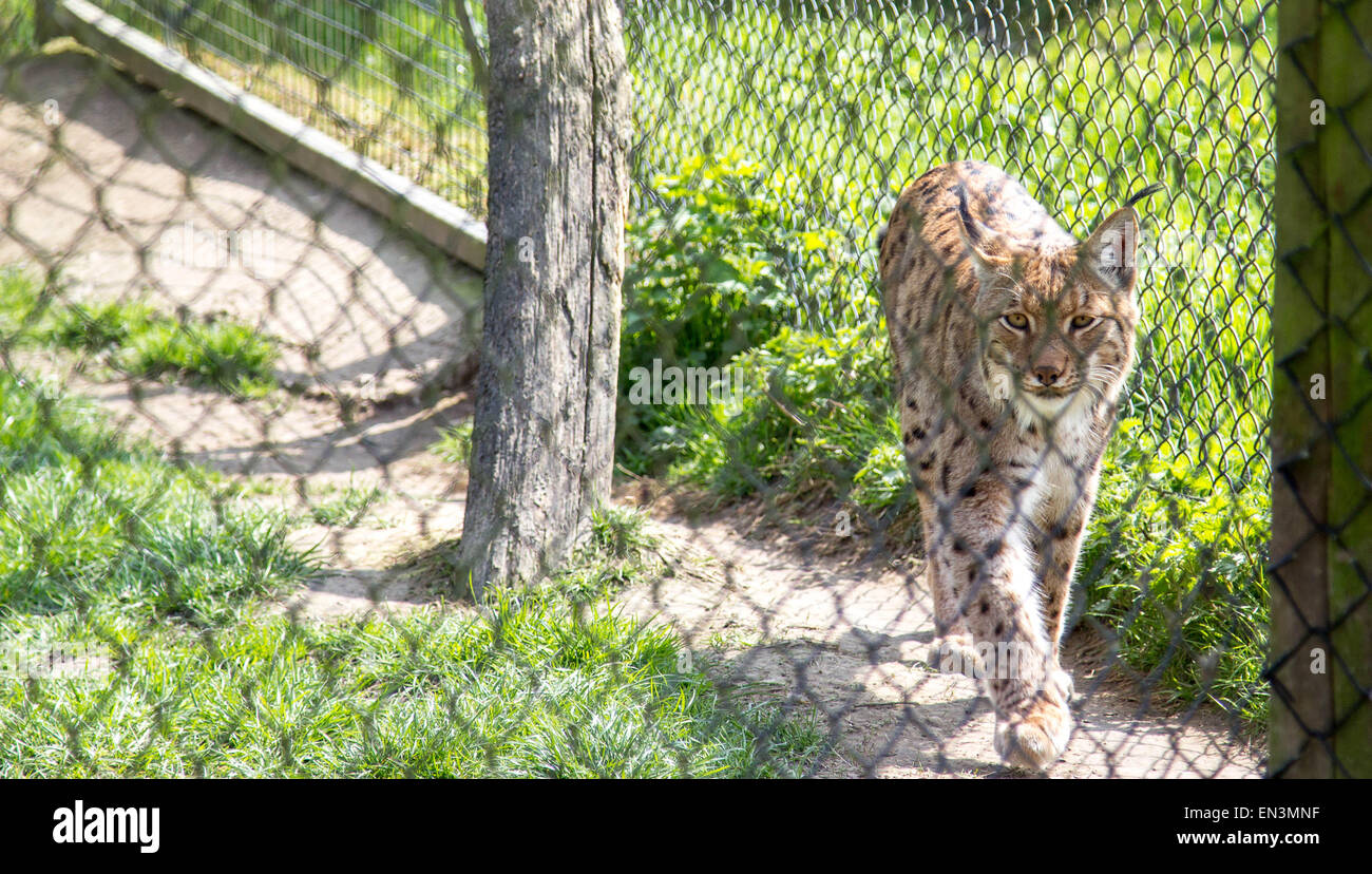 Kent, UK. 27th April 2015. Wild lynx have been extinct in Britain for ...