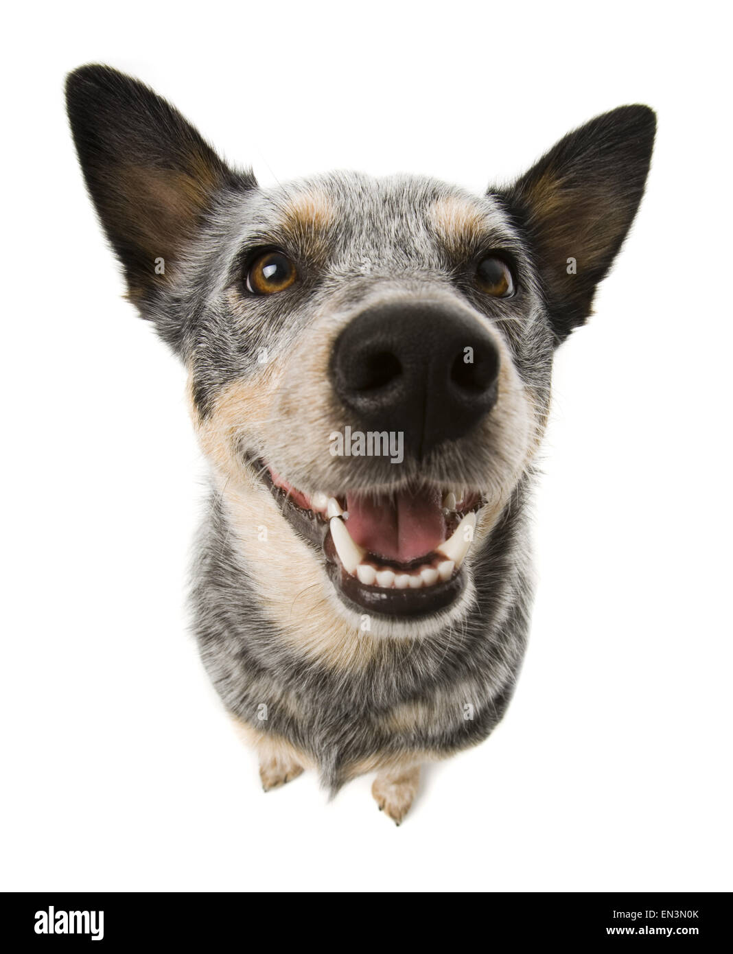 Dog dogs close up closeup close up close ups ups hi-res stock ...