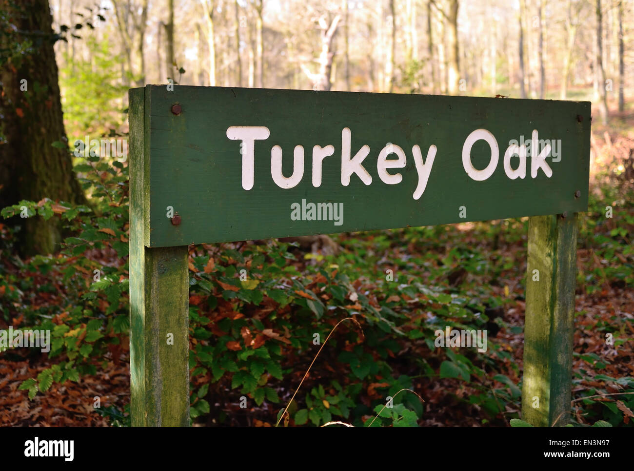 Turkey Oak name board beside tree in Savernake Forest Stock Photo - Alamy