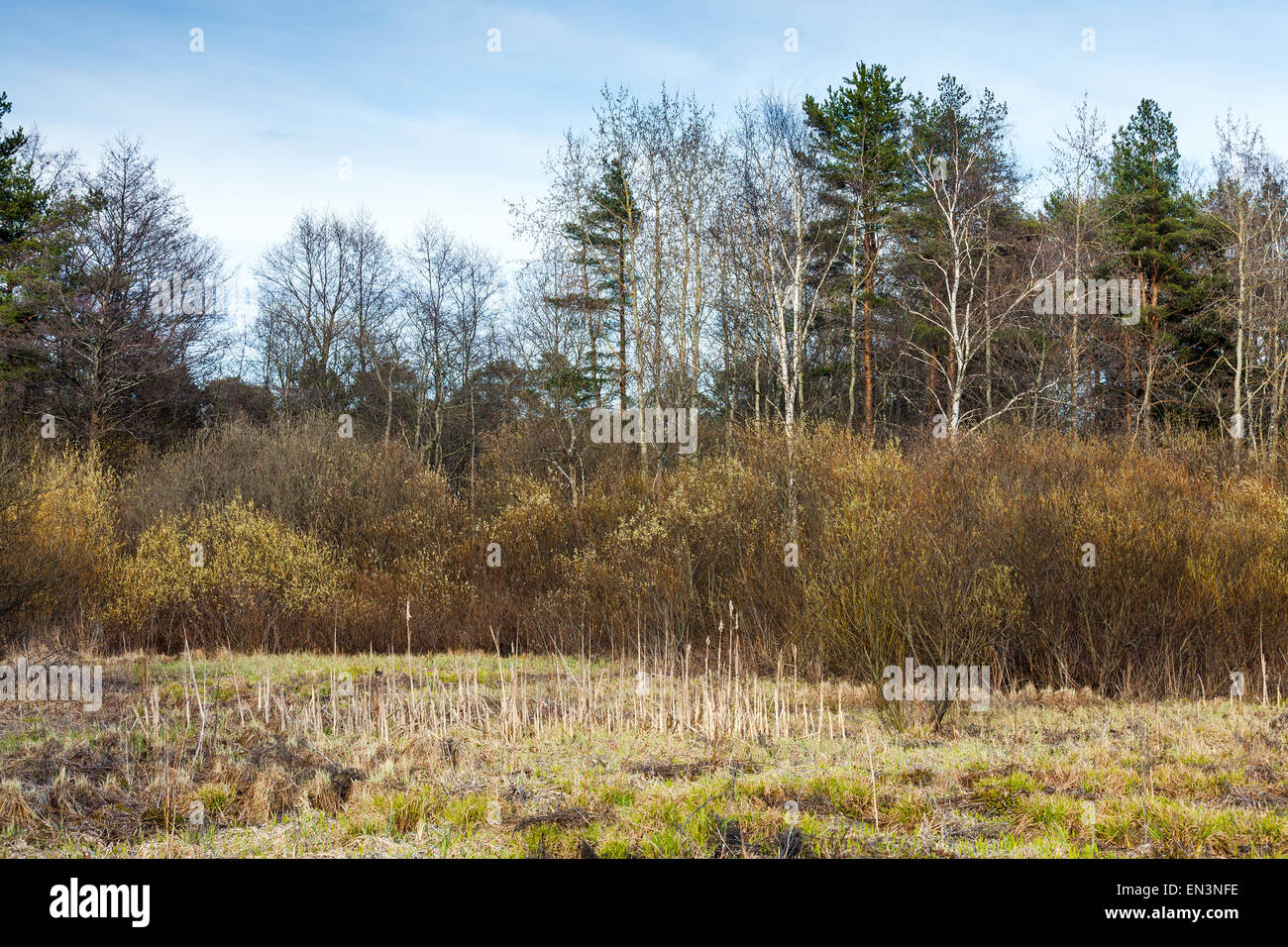 Empty rural Russian landscape with leafless trees, spring time Stock ...
