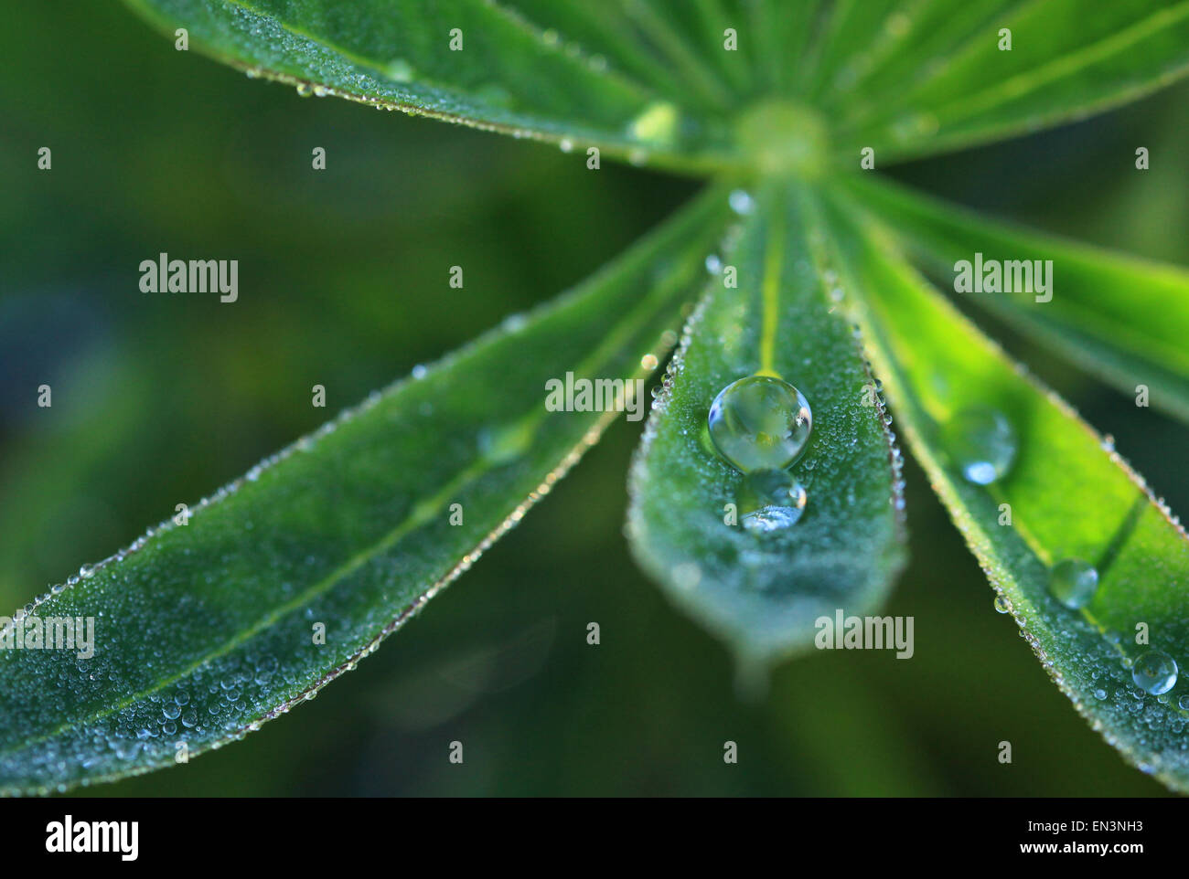 Two small dew drops on a lupin leaf Stock Photo - Alamy