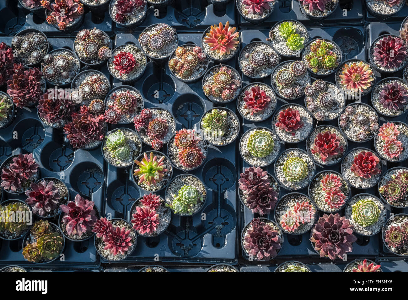 Group of varied Sempervivum (Houseleek) plants in plastic pots Stock ...