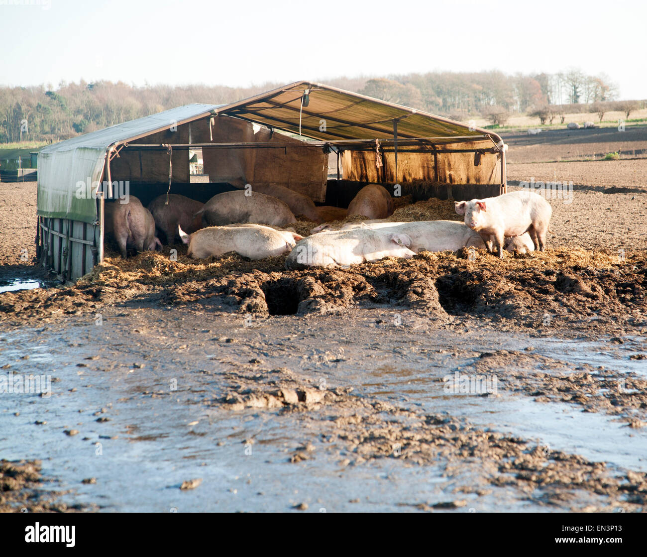 Free Range pig farming, Tunstall, Suffolk, England, UK Stock Photo - Alamy