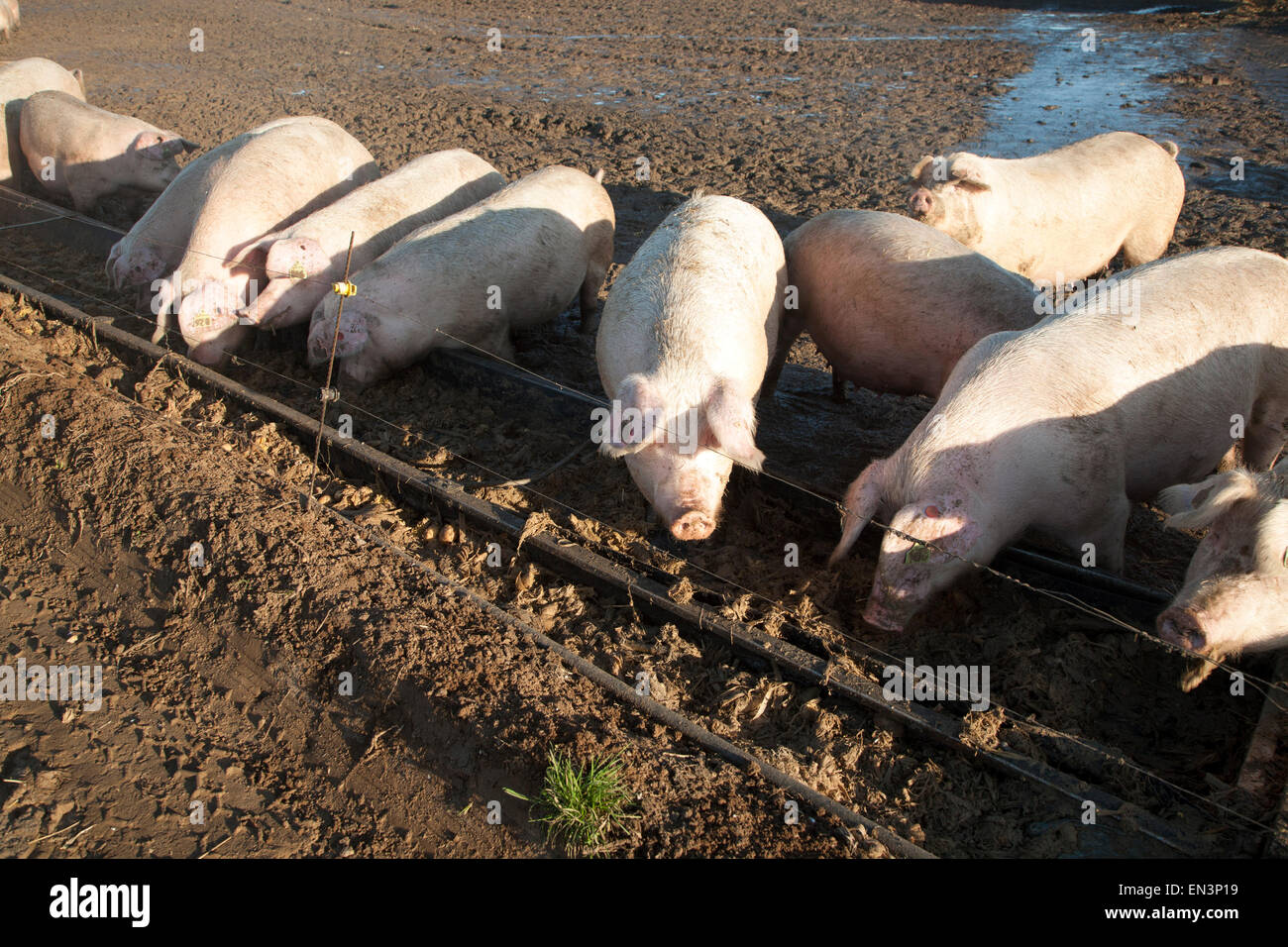 Pig Farming High Resolution Stock Photography and Images - Alamy