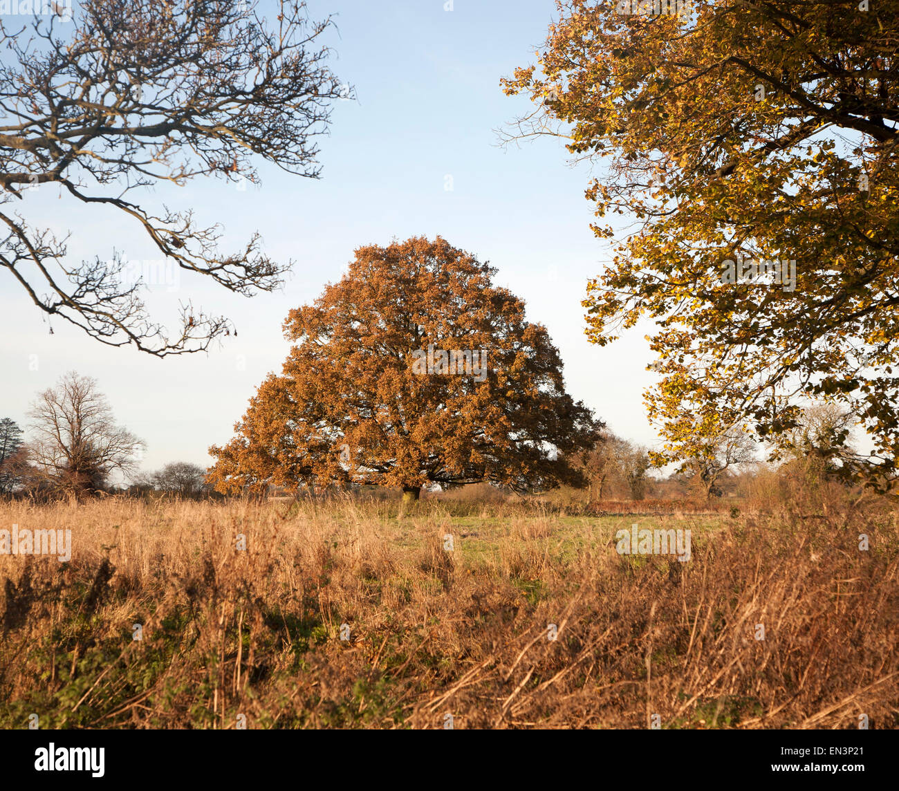 Single oak tree standing in a field in winter, Sutton, Suffolk, England ...