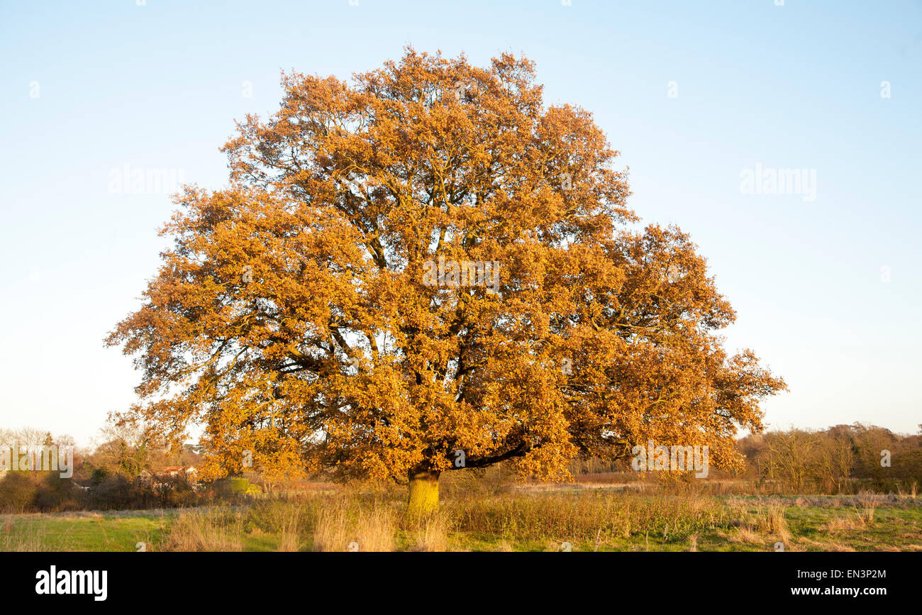 Single oak tree standing in a field in winter, Sutton, Suffolk, England ...