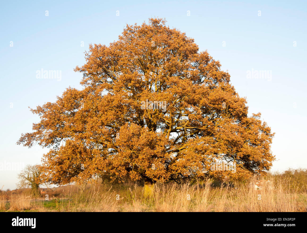 Single oak tree standing in a field in winter, Sutton, Suffolk, England ...