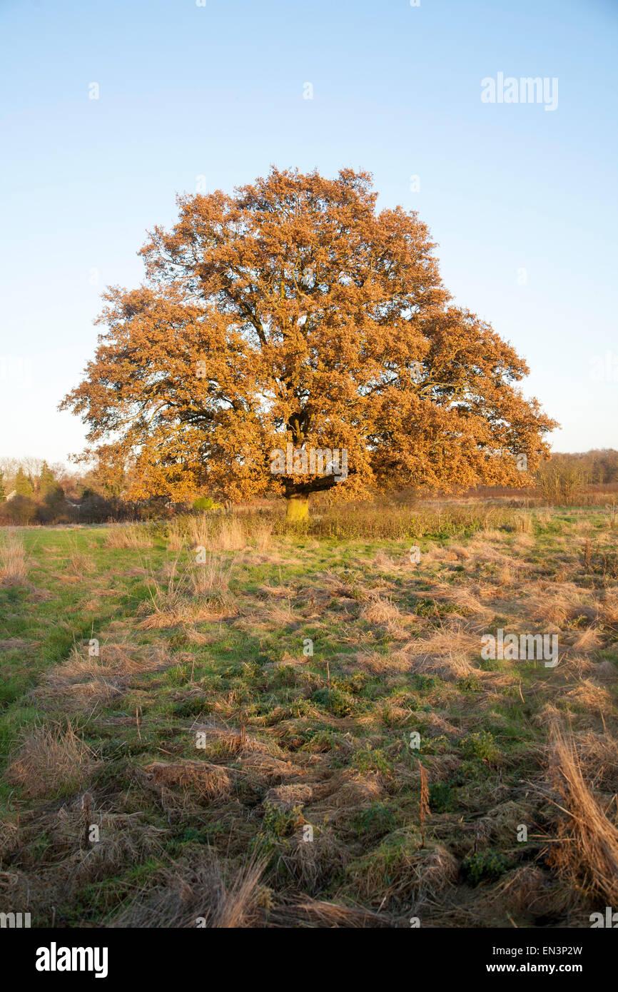 Oaks in winter scenery hi-res stock photography and images - Alamy