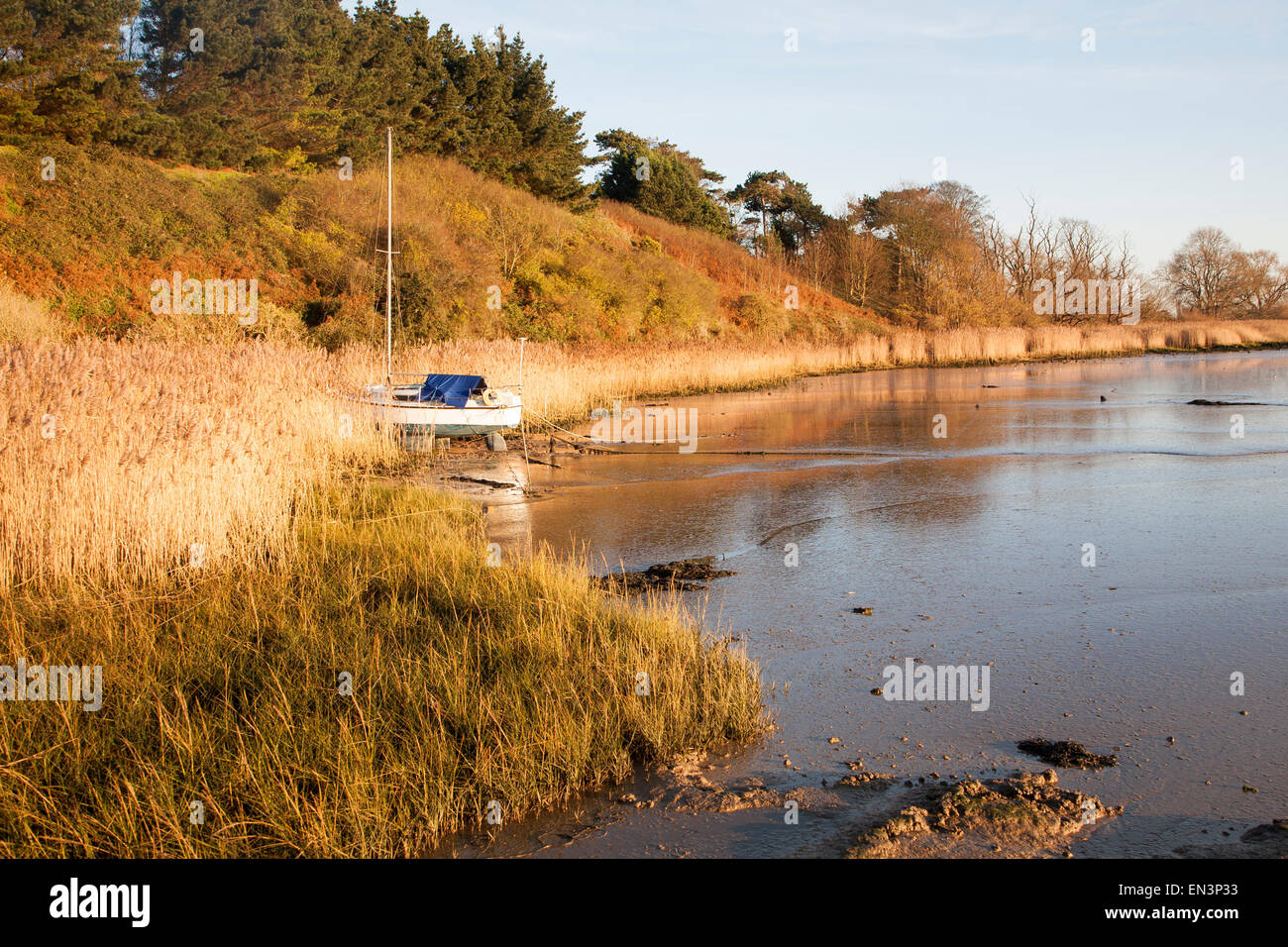 Yacht moored amongst reeds on the River Deben, Ramsholt, Suffolk ...