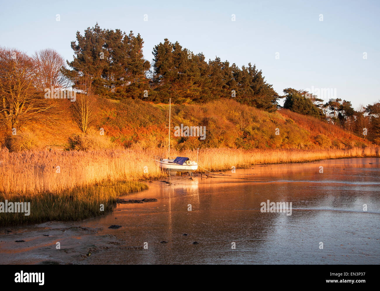 Yacht moored amongst reeds on the River Deben, Ramsholt, Suffolk ...