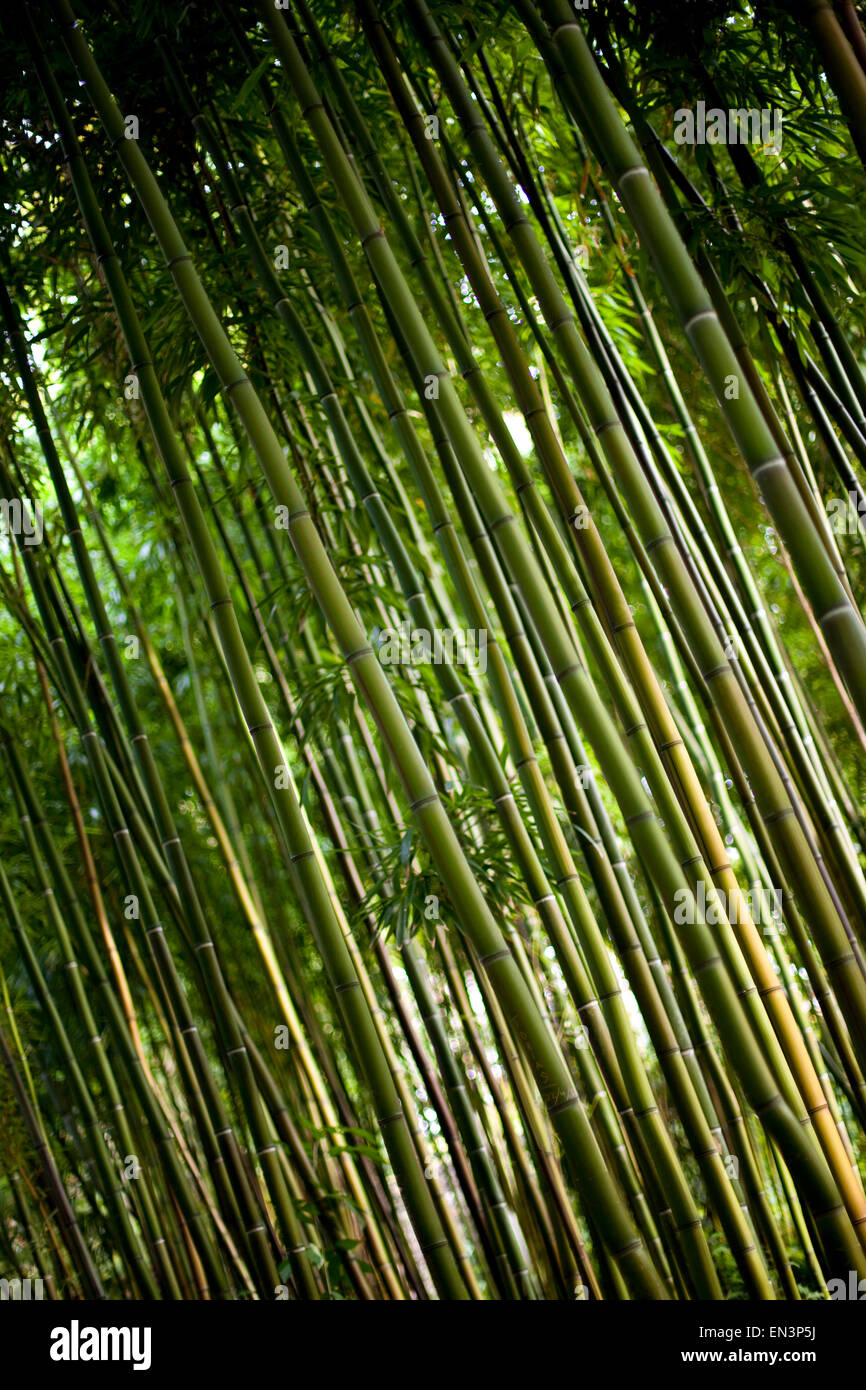 Giant bamboo hi-res stock photography and images - Alamy