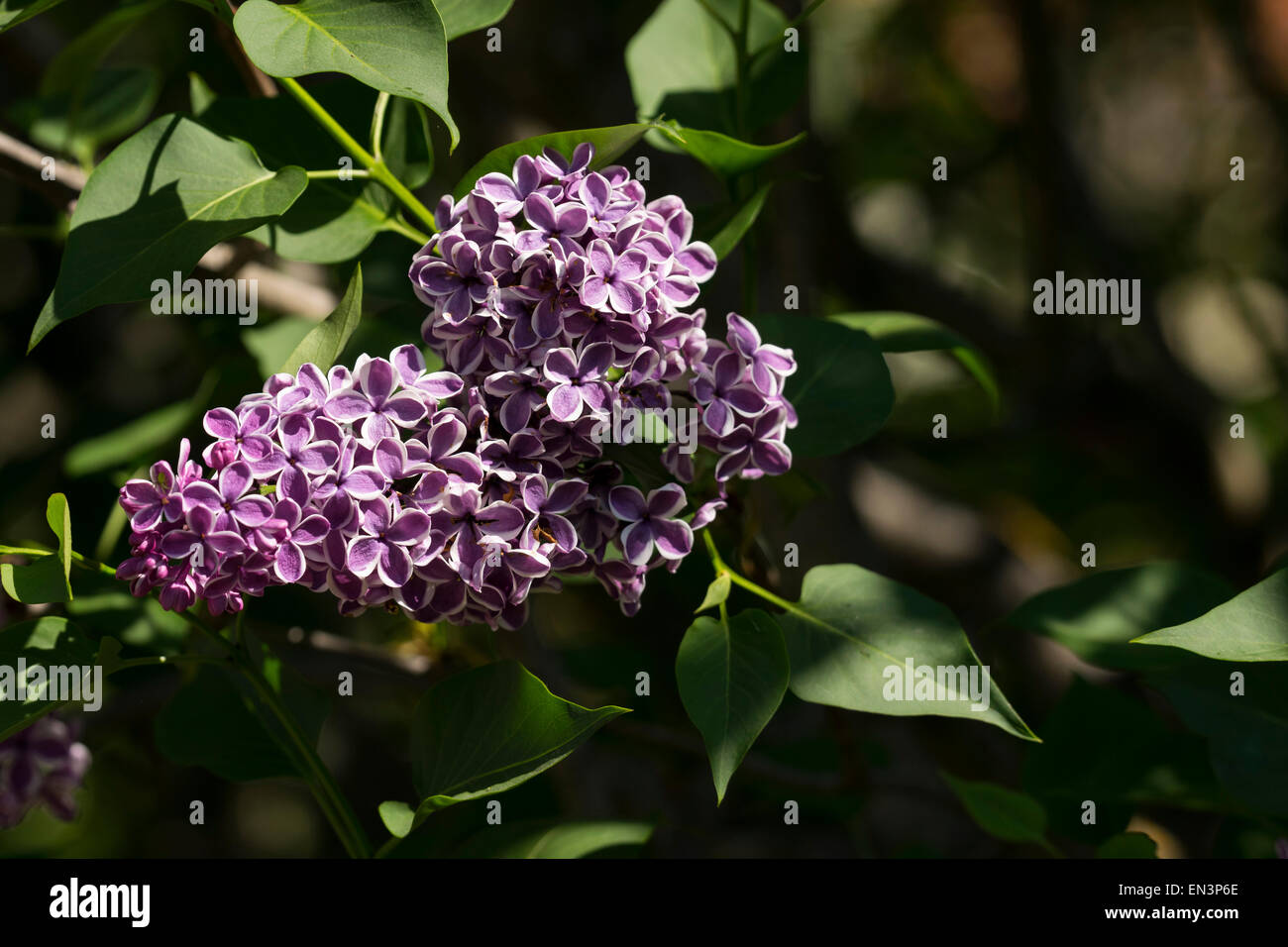 Two-coloured purple Syringa flower Stock Photo - Alamy