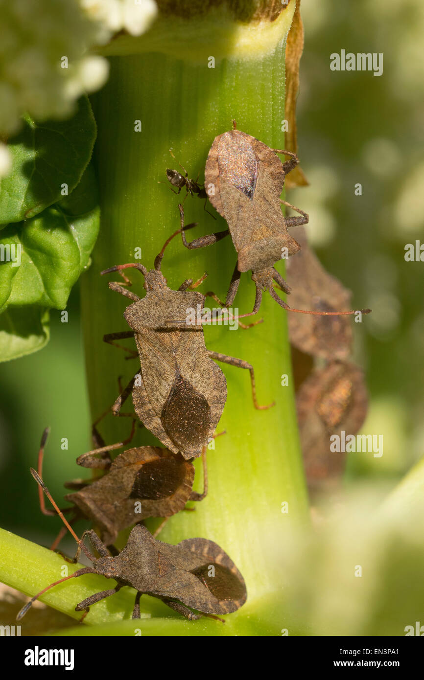 Pentatomidae hi-res stock photography and images - Alamy