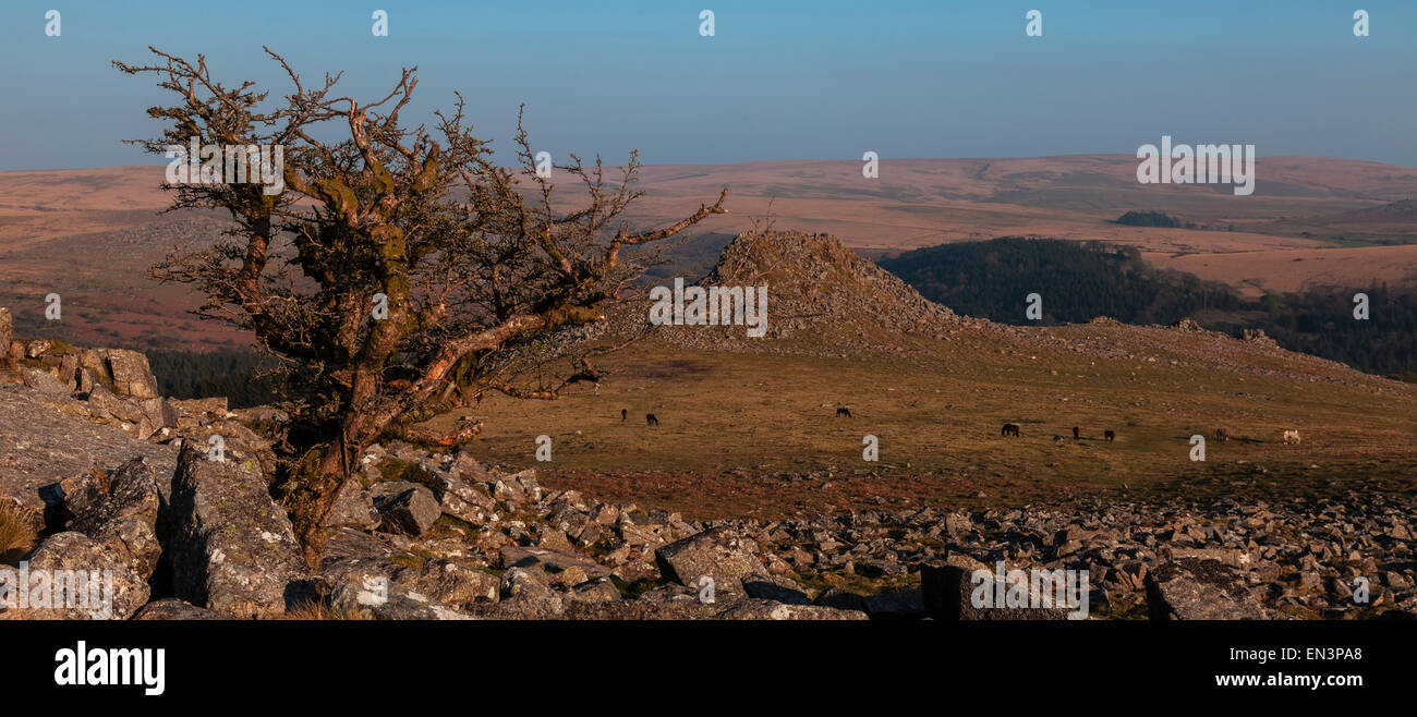 Wizened Tree atop Sharpitor Stock Photo - Alamy