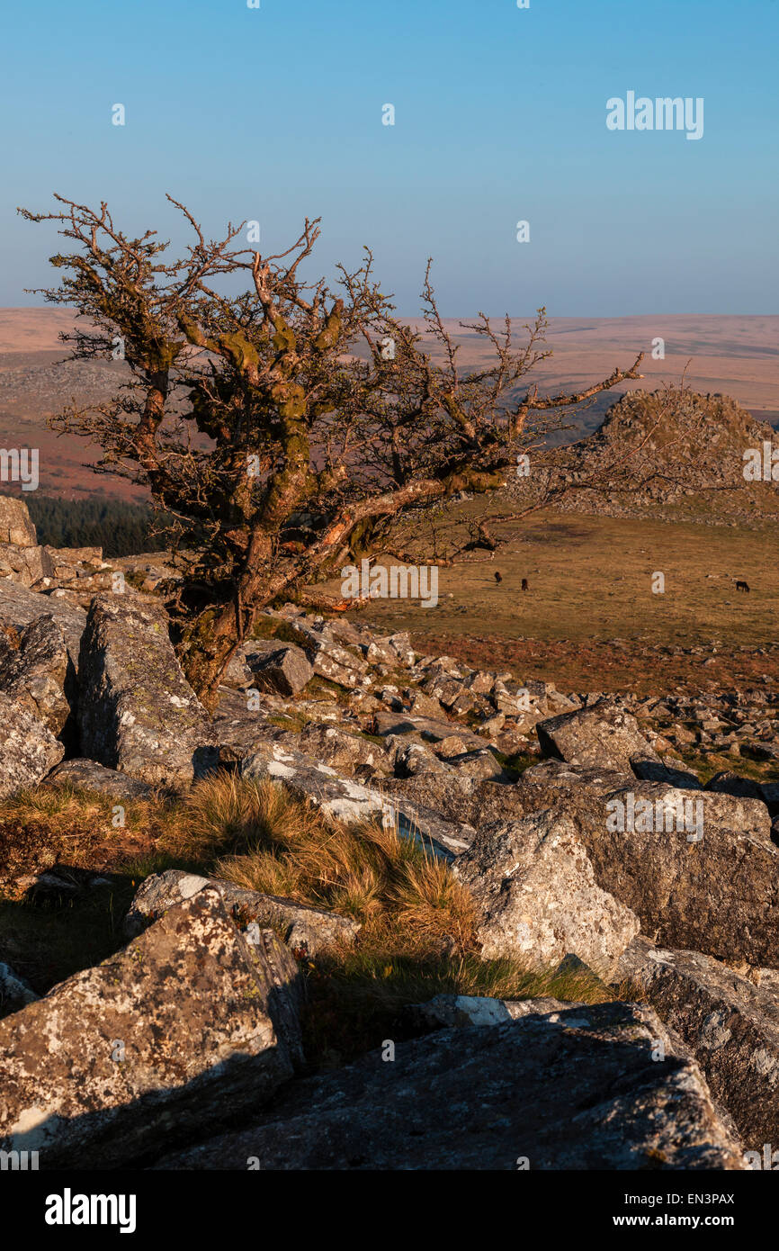 Wizened hi-res stock photography and images - Alamy