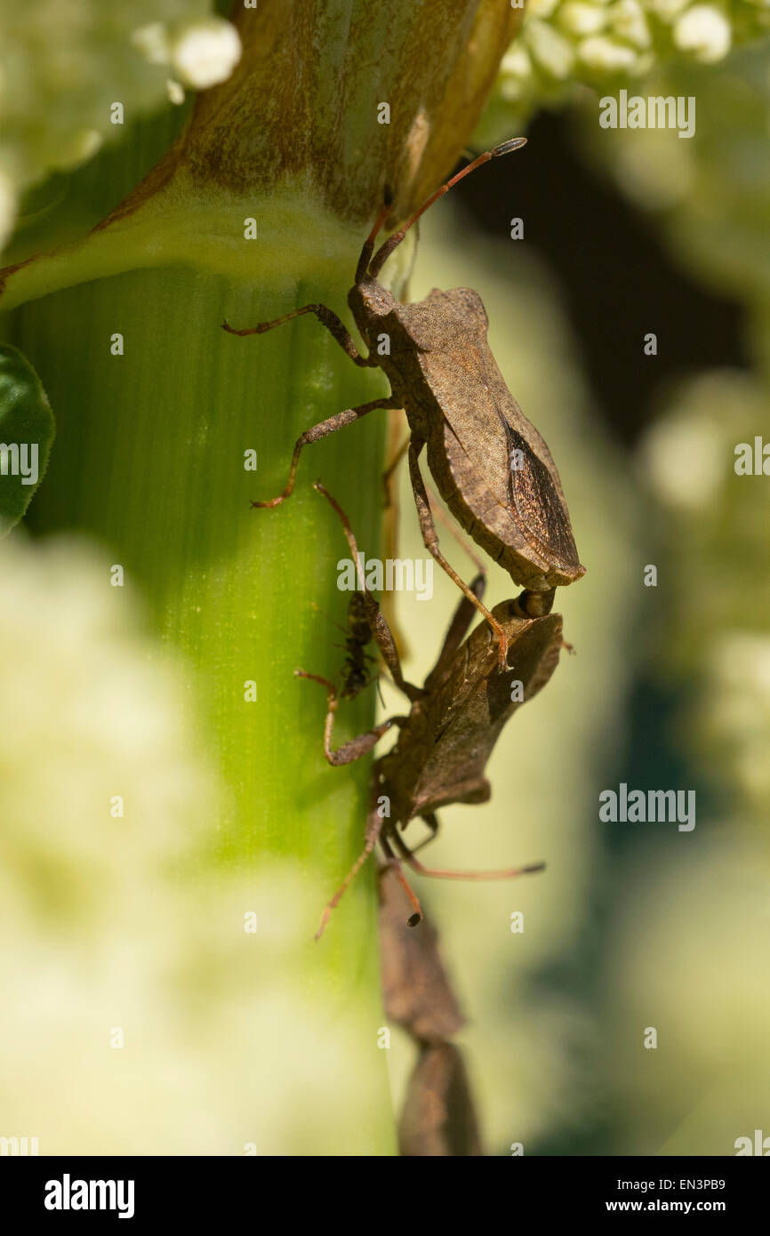 Pentatomidae hi-res stock photography and images - Alamy