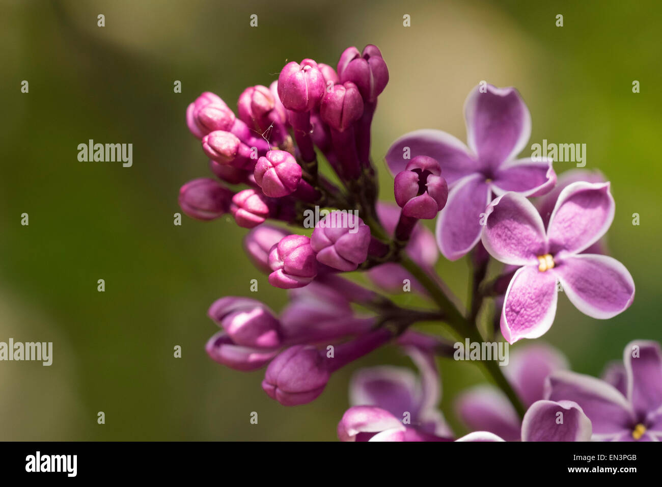 Two-coloured purple Syringa flower Stock Photo - Alamy