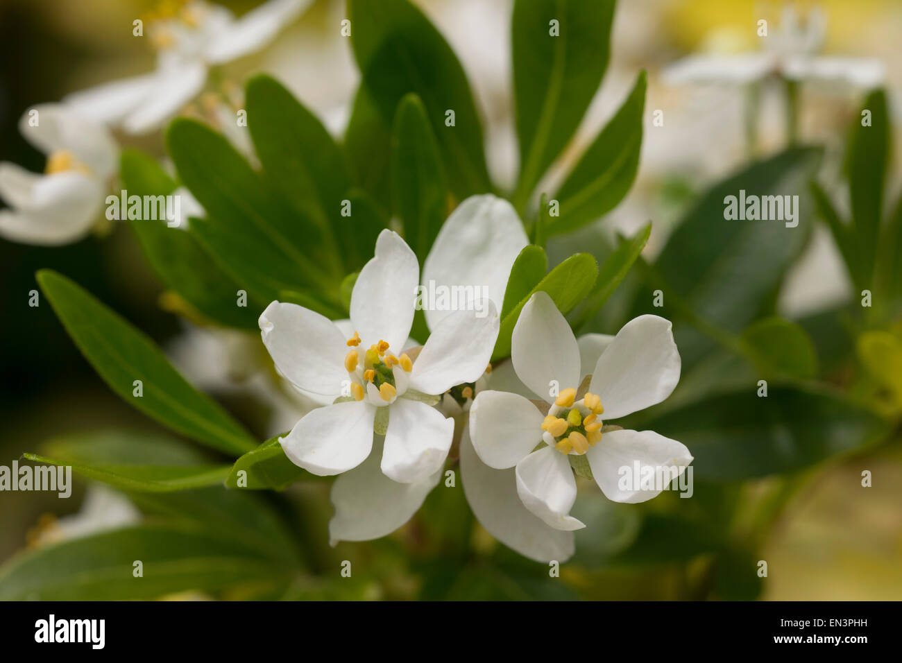 Choisya ternata flowers Stock Photo - Alamy