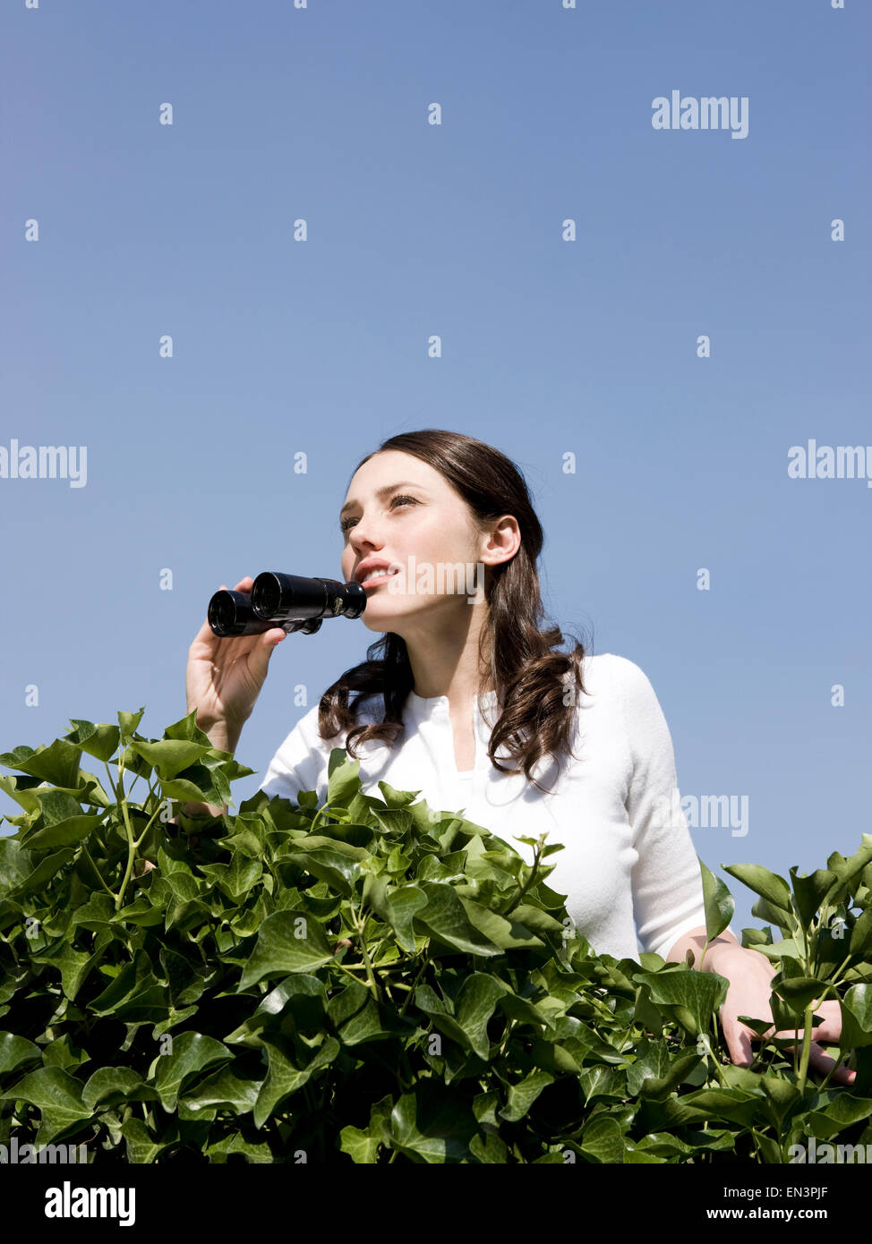 woman looking over a hedge with binoculars Stock Photo - Alamy