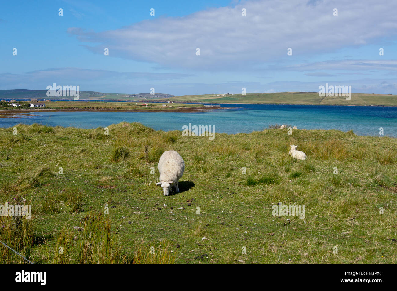 Sheep grazing on Hoy, Orkney islands, Scotland Stock Photo - Alamy