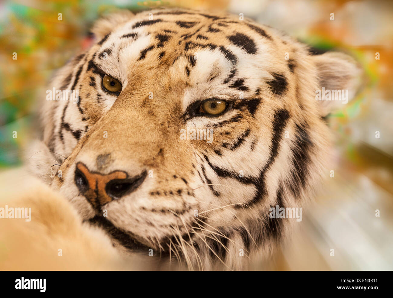 Tiger stuffed taxidermy head predator hi-res stock photography and ...