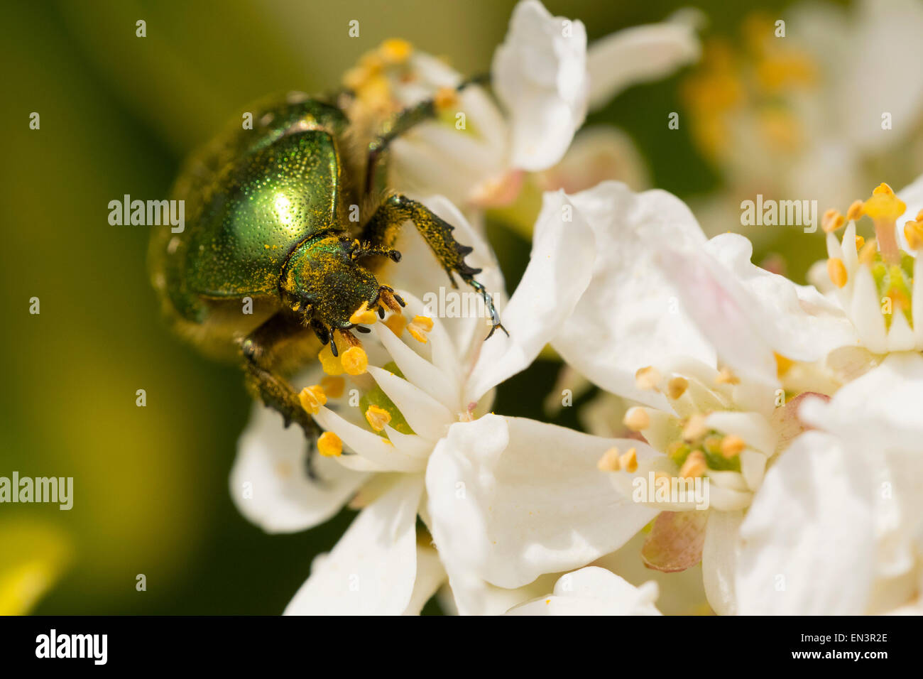 Cetonia aurata (rose chafer) gathering a Choisya ternata flower Stock ...