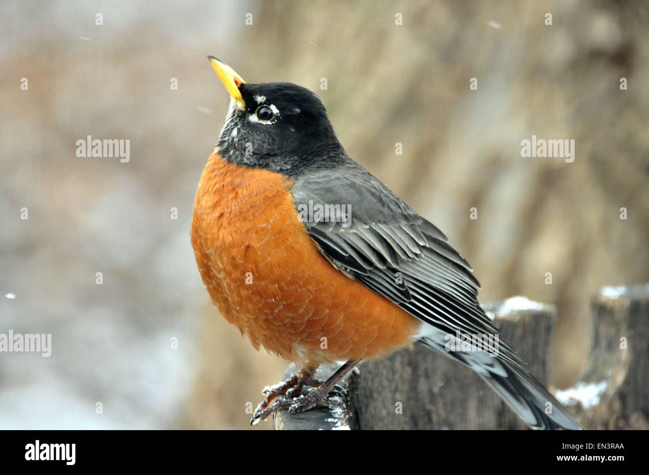 Fauna robin fauna hi-res stock photography and images - Alamy