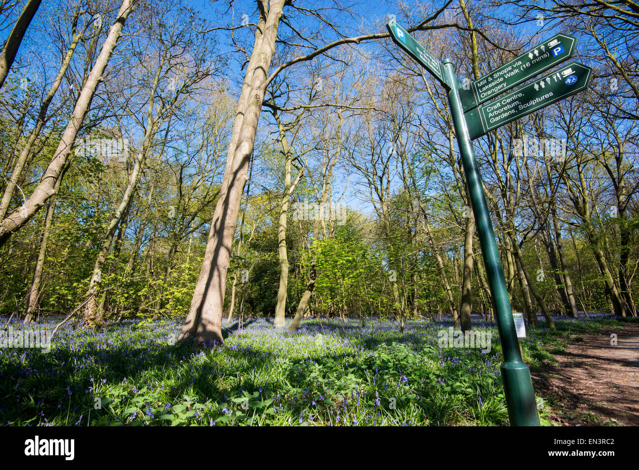 Spring bluebells in woods at Rufford Park in Nottinghamshire England UK ...