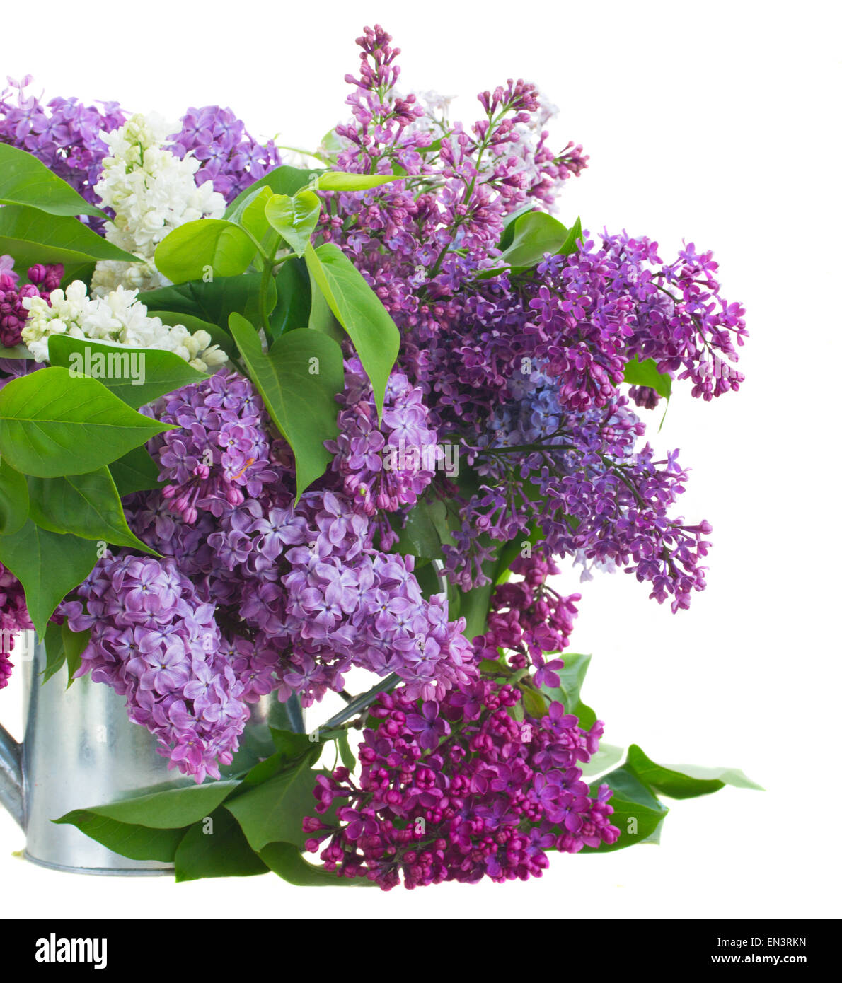 Lilac in vase Stock Photo - Alamy