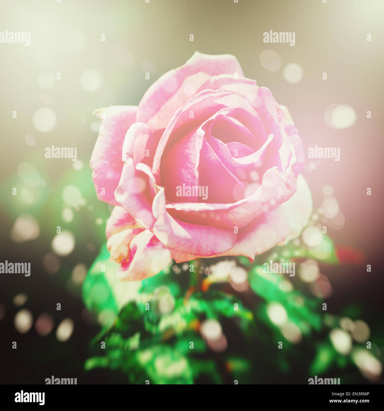 Nature background with rose flower. Natural beauty concept. Instagram ...