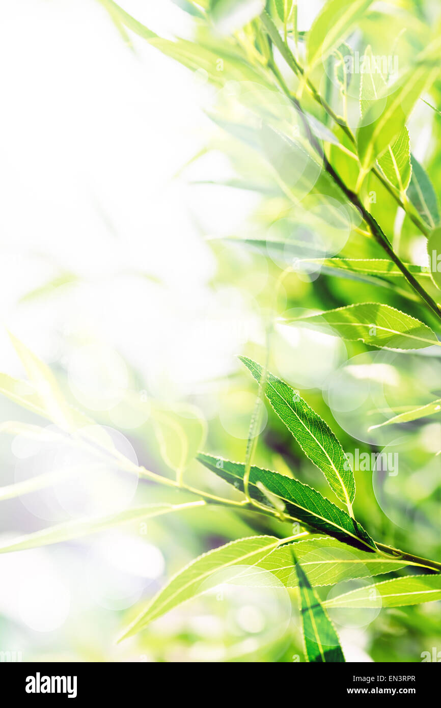 Abstract green nature background Stock Photo - Alamy