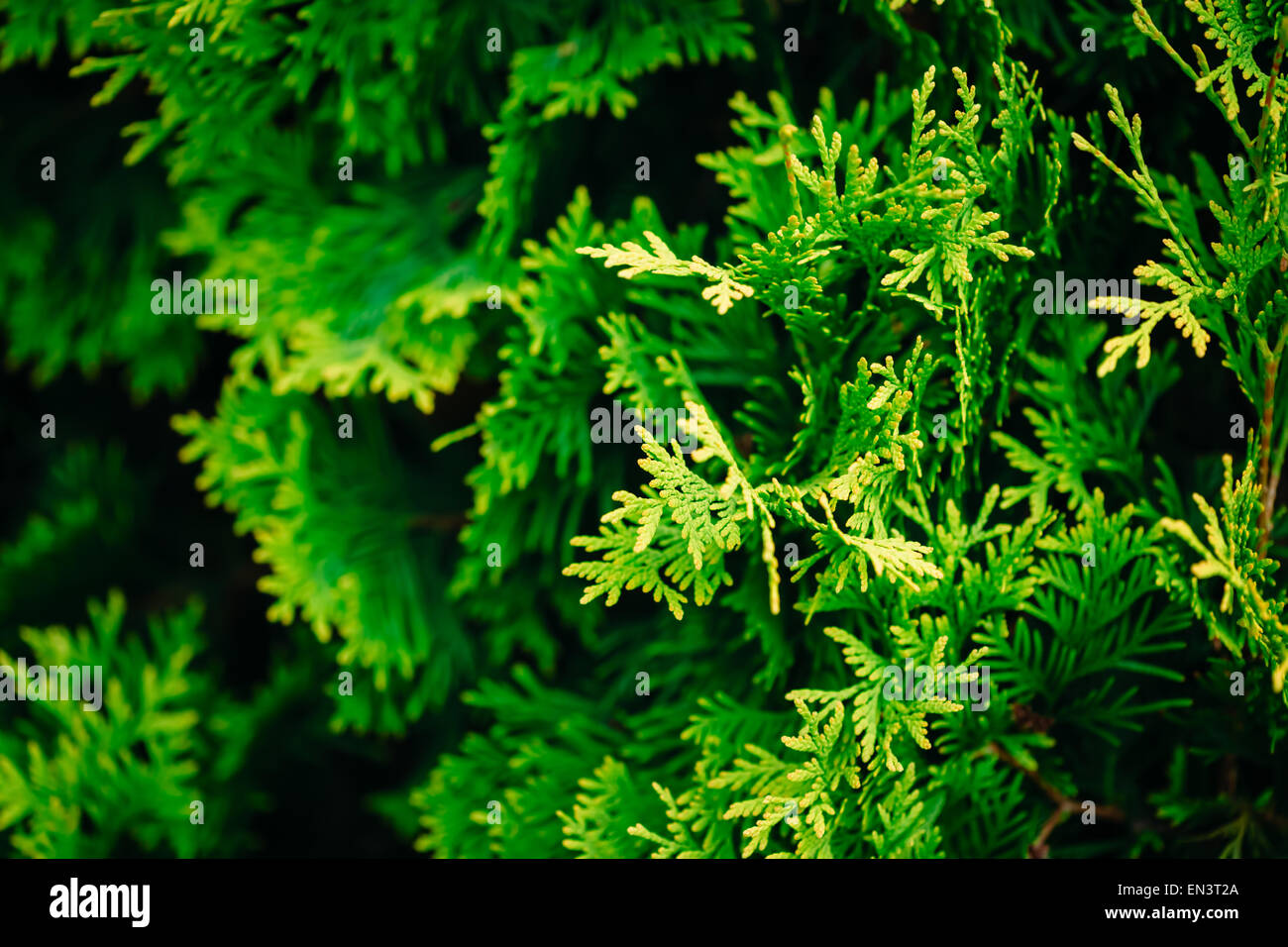 Cypress tree wood texture hi-res stock photography and images - Alamy