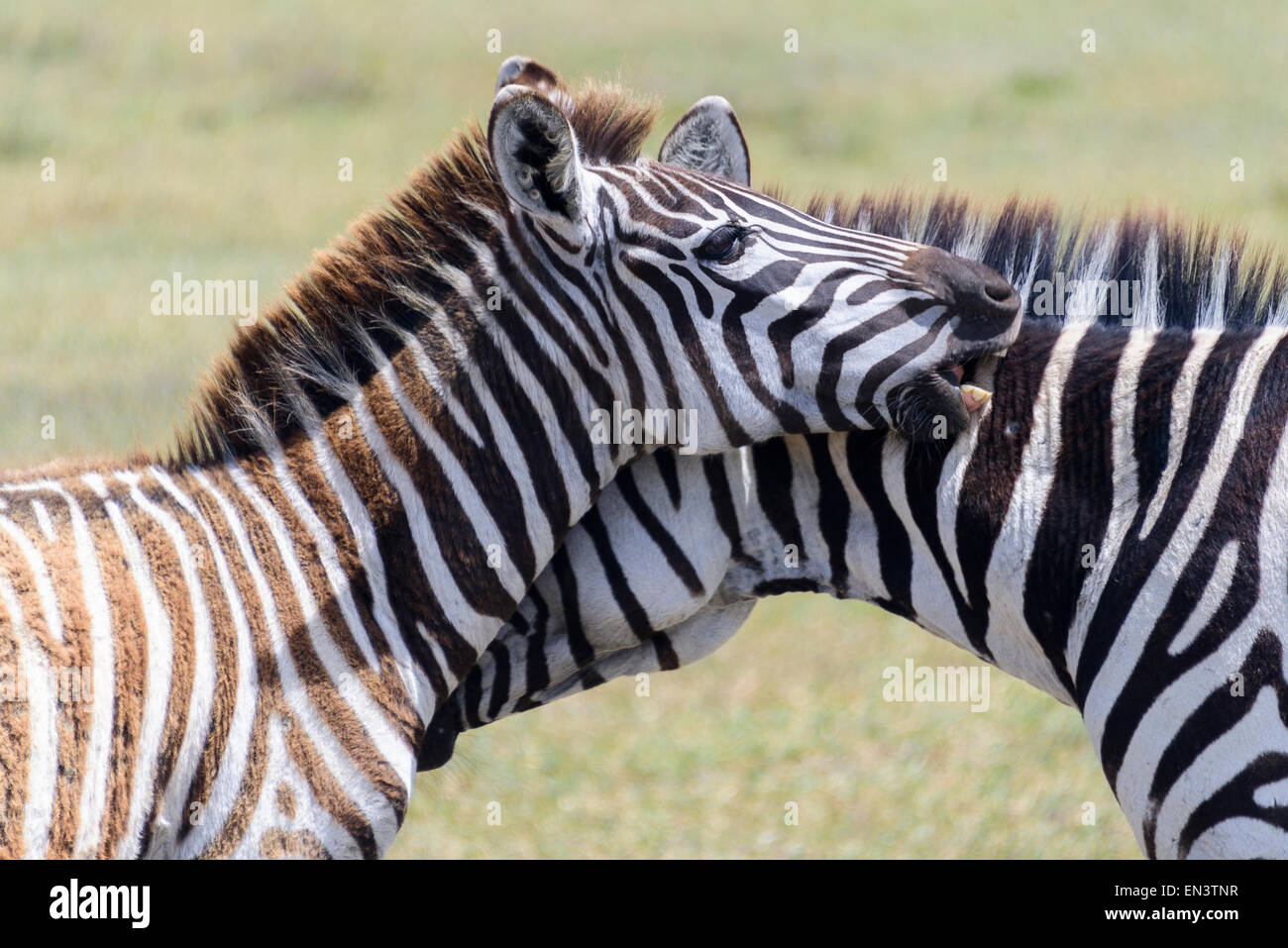 Equus quagga Zebra family in Ngorongoro Conservation Area, Tanzania ...